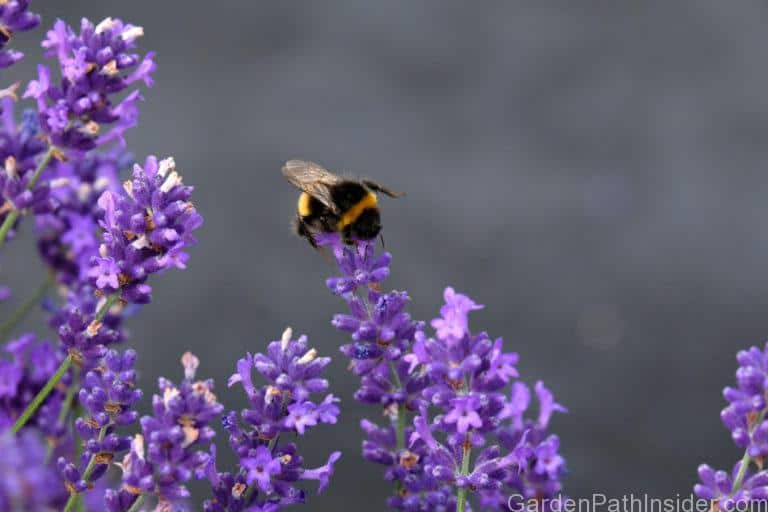 Can Mint and Lavender Be Planted Together? - GardenPathInsider